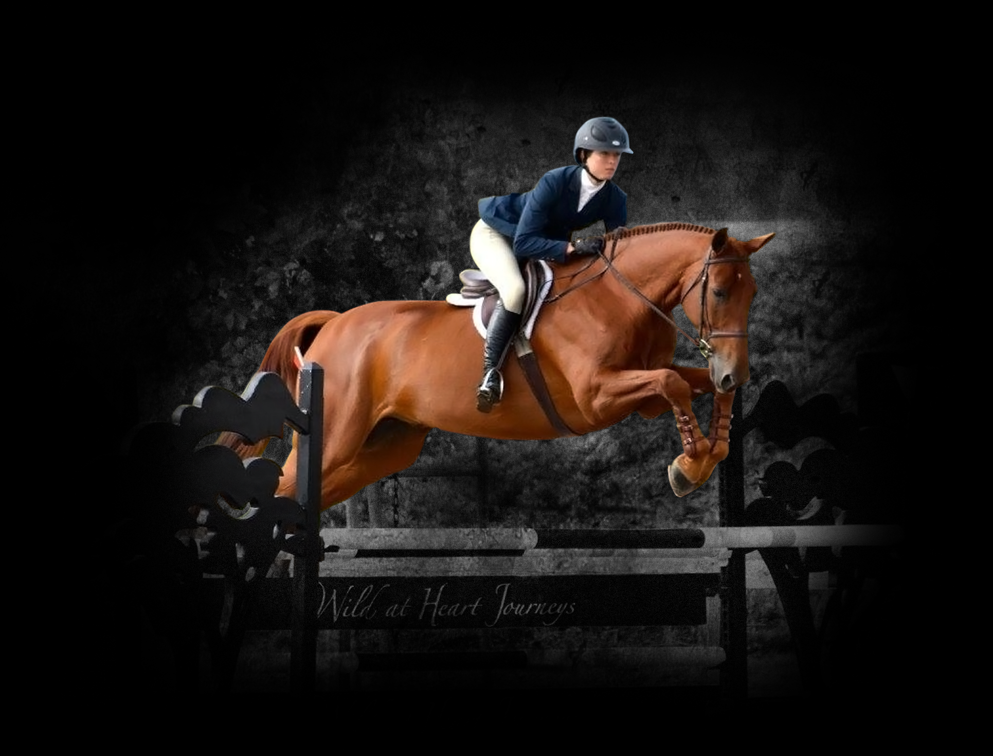 JH Sporthorses| Specializing in Hunters, Jumpers & Equitation | Hunter ...